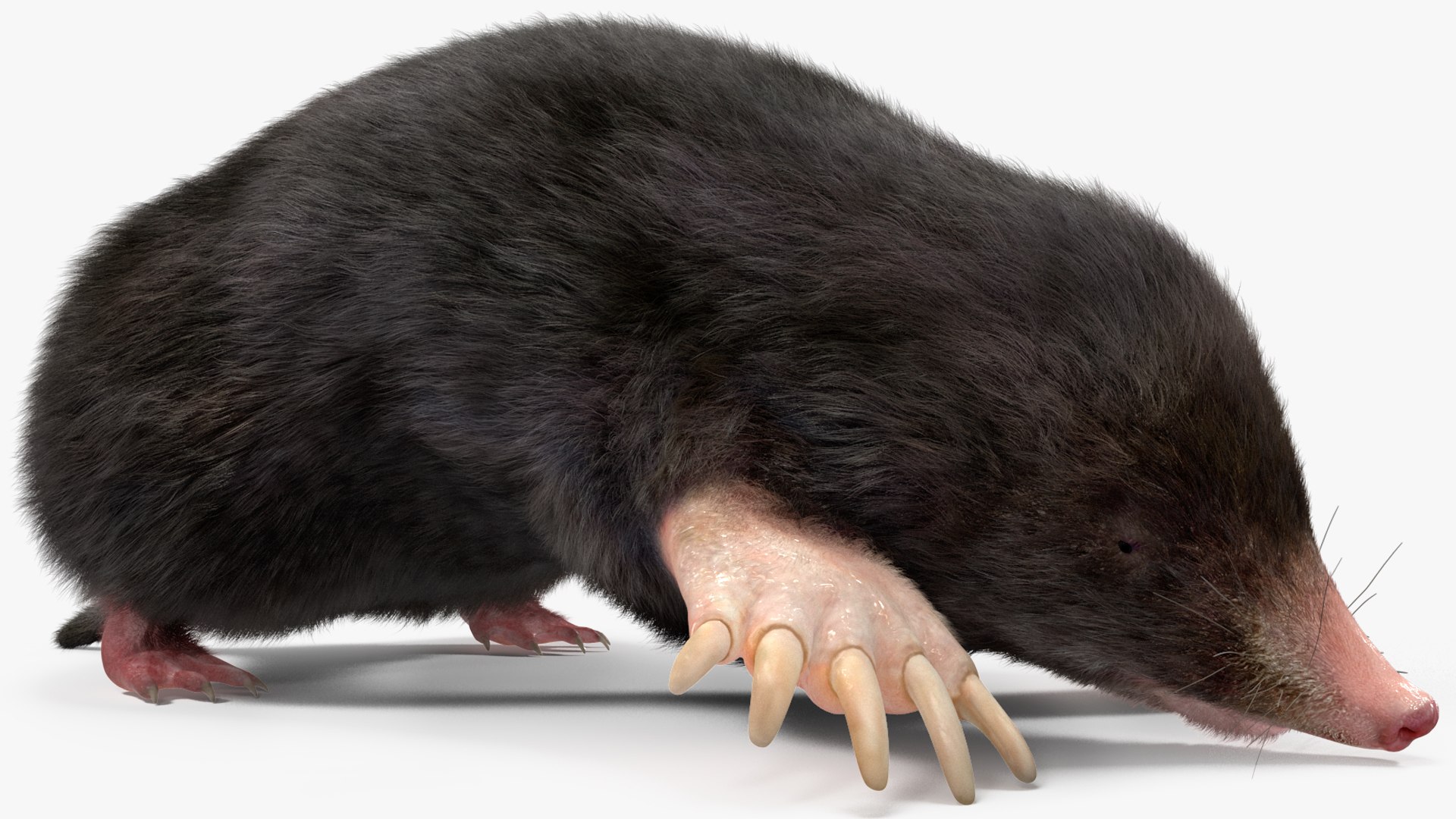 Mole Animal Fur Rigged 3D Model - TurboSquid 2220831