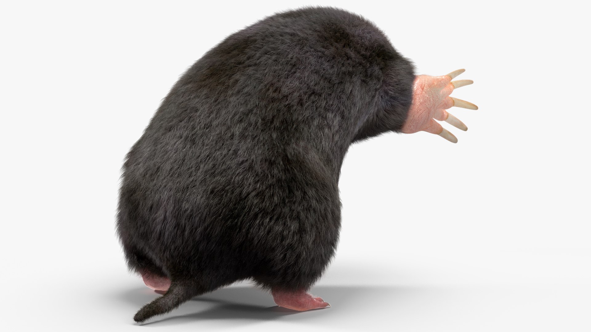 Mole Animal Fur Rigged 3D Model - TurboSquid 2220831