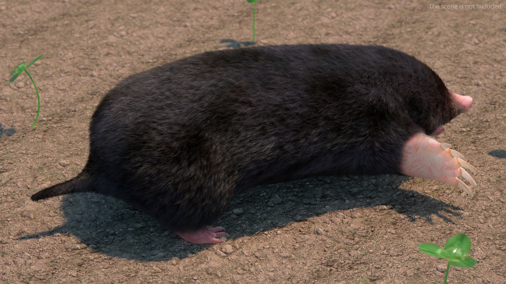 Mole Animal Fur Rigged 3D Model - TurboSquid 2220831