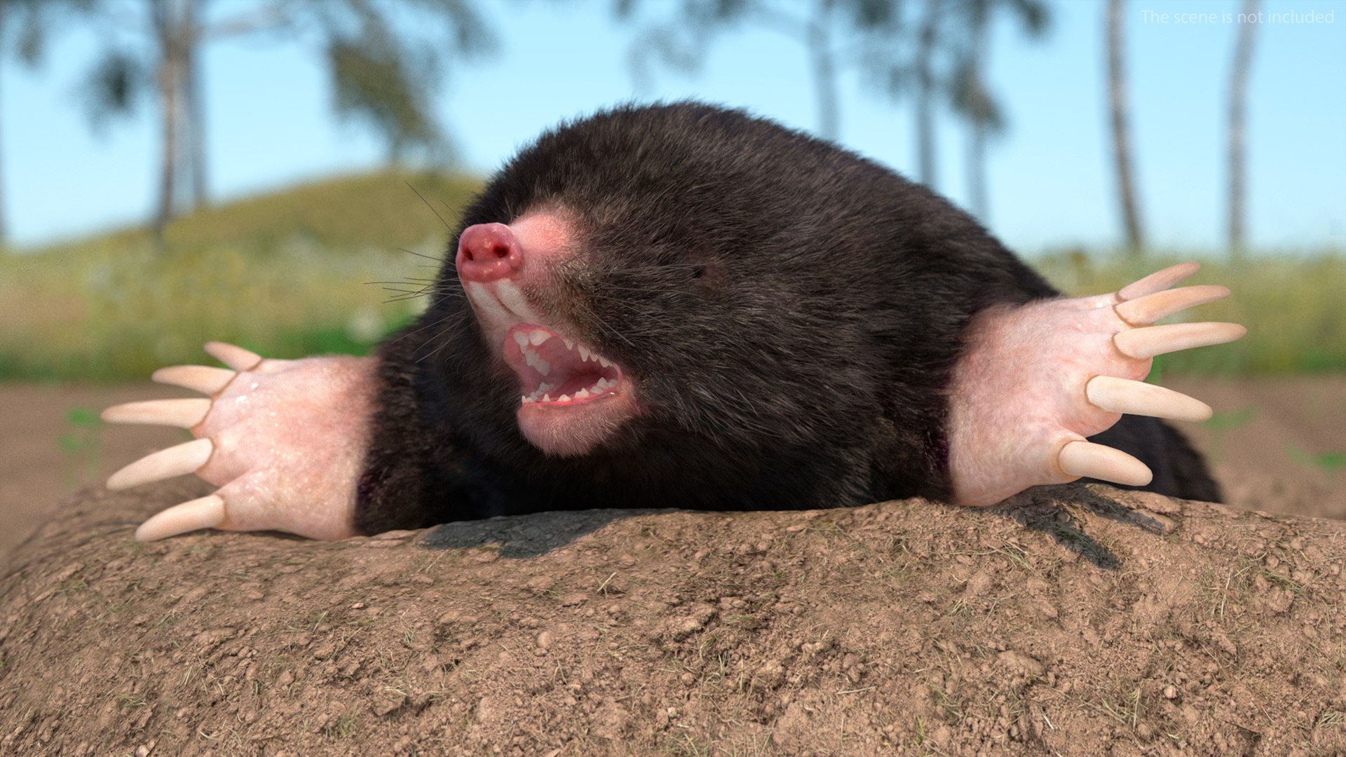 Mole Animal Fur Rigged 3D Model - TurboSquid 2220831