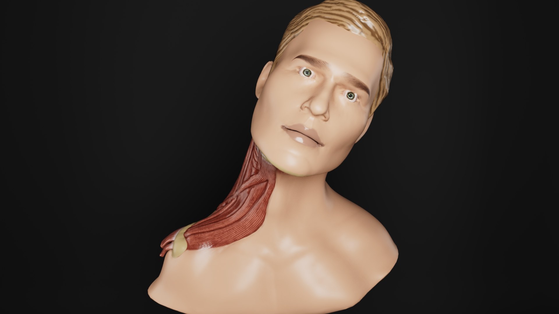 Human Anatomy-Muscular System-Hyoid Muscles Neck-Right Lateral View 3D ...