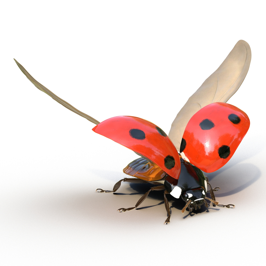 flying ladybug fur rigged 3d max