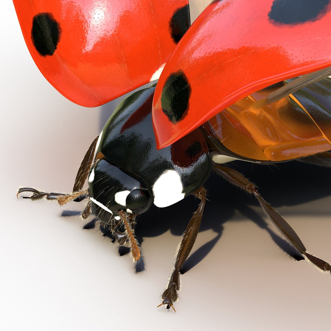 Flying Ladybug Fur Rigged 3d Max