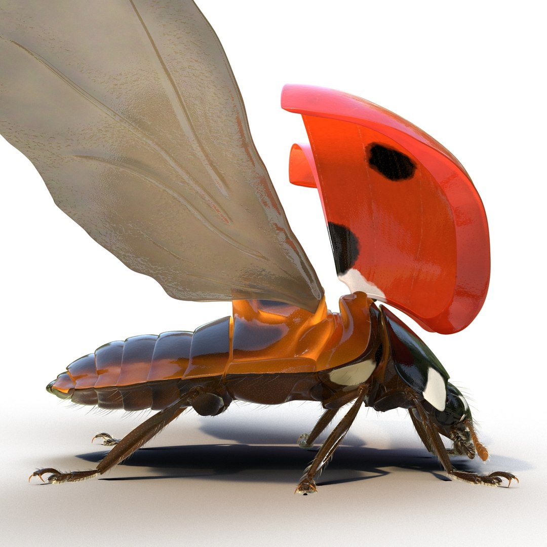 flying ladybug fur rigged 3d max