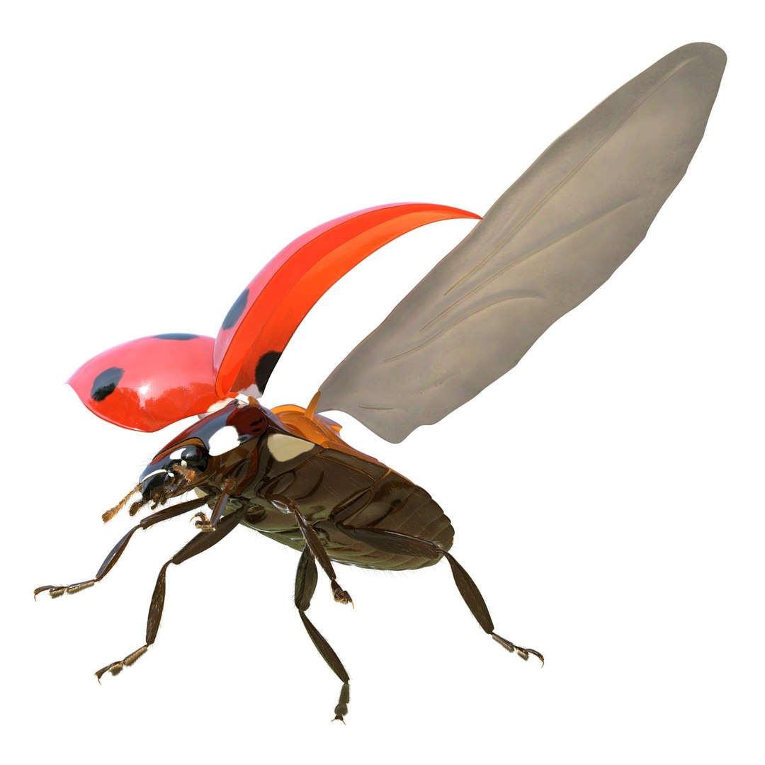 flying ladybug fur rigged 3d max