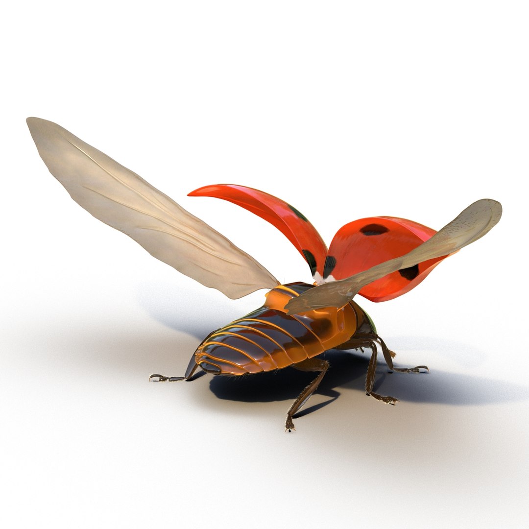 flying ladybug fur rigged 3d max