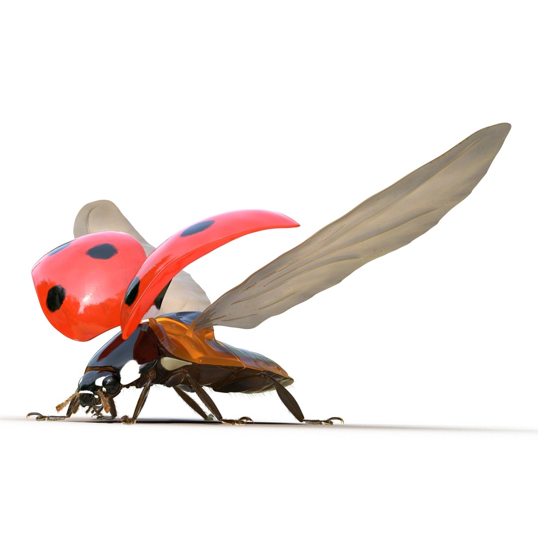 flying ladybug fur rigged 3d max