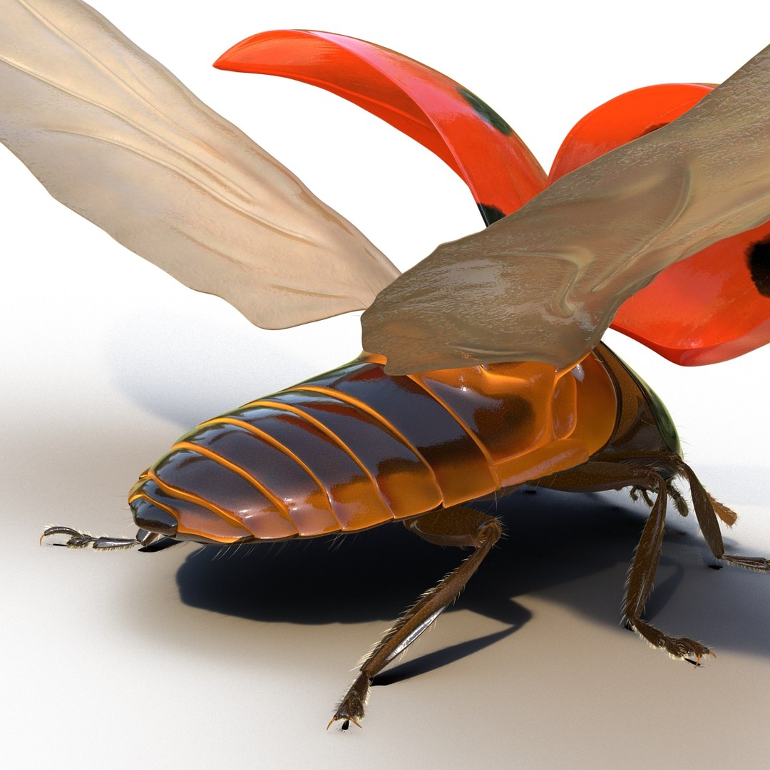 Flying Ladybug Fur Rigged 3d Max