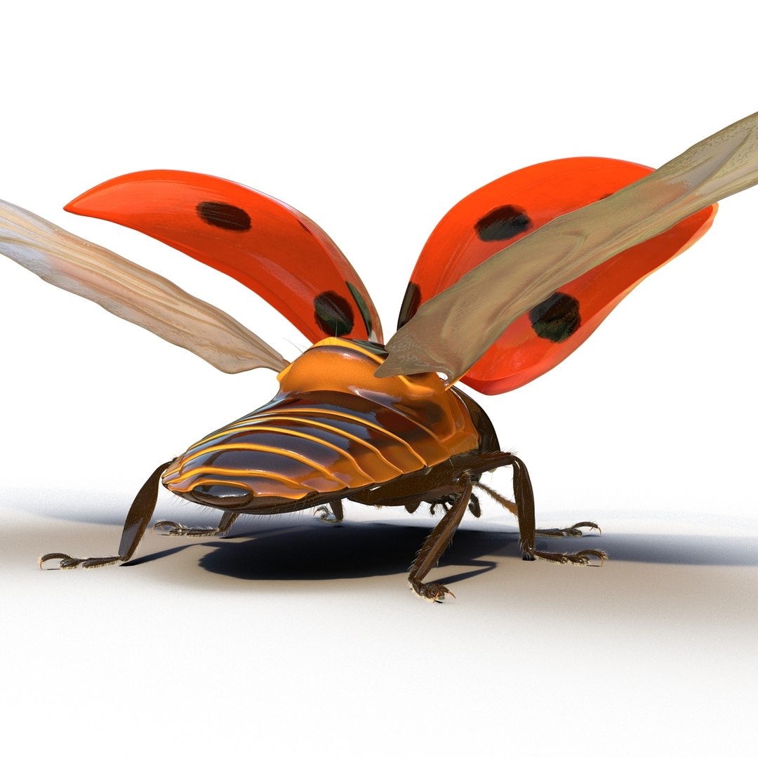 flying ladybug fur rigged 3d max