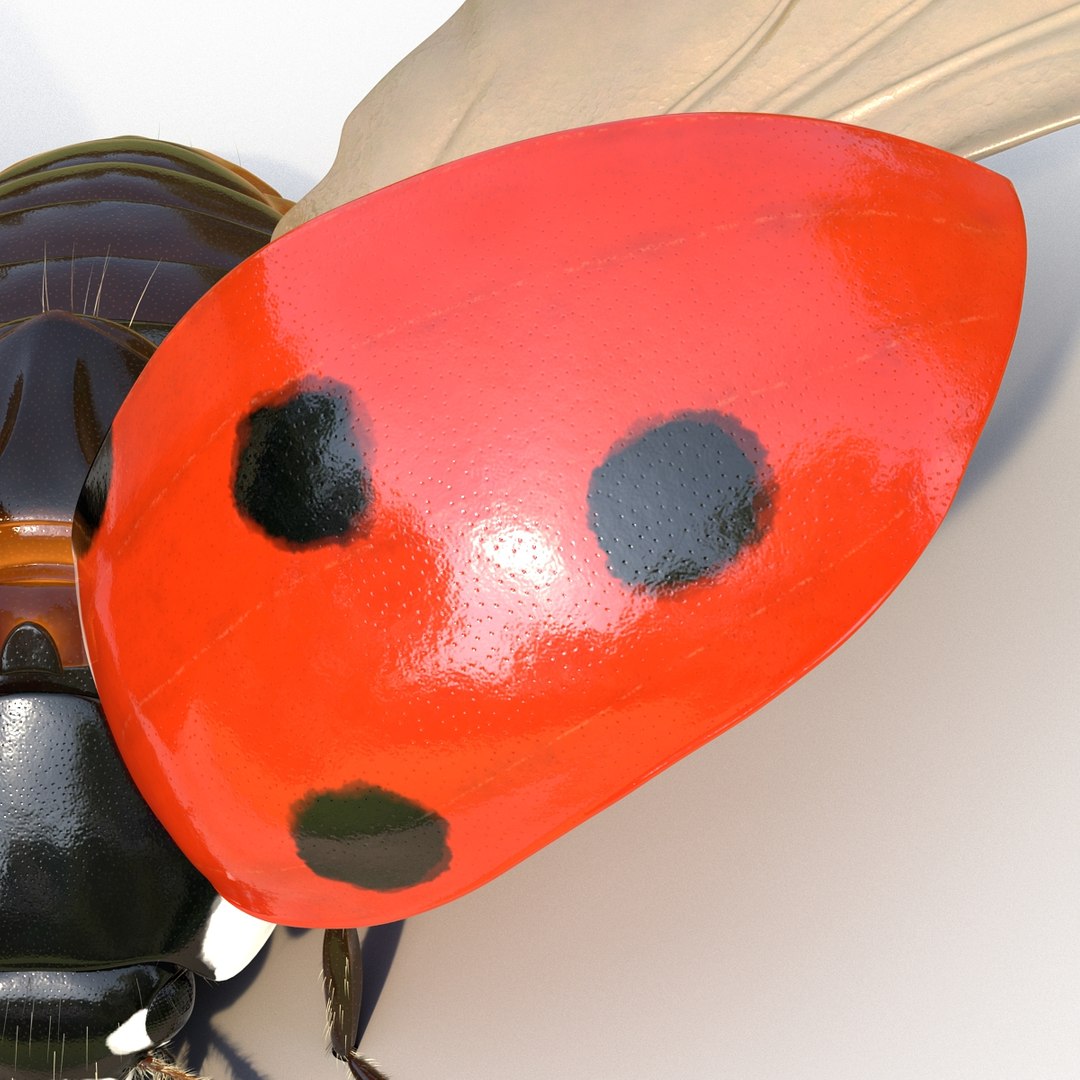 Flying Ladybug Fur Rigged 3d Max