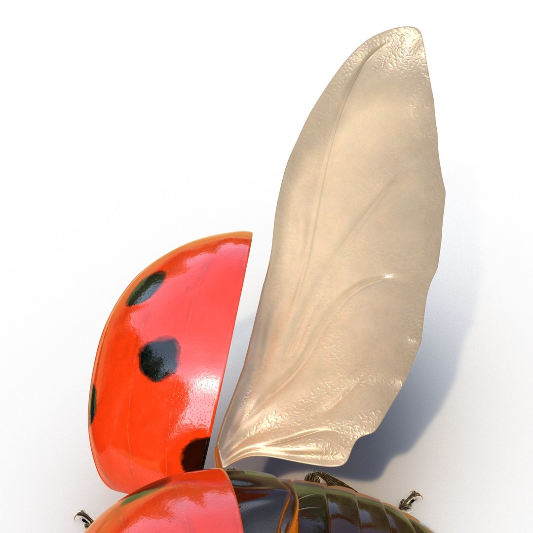 Flying Ladybug Fur Rigged 3d Max