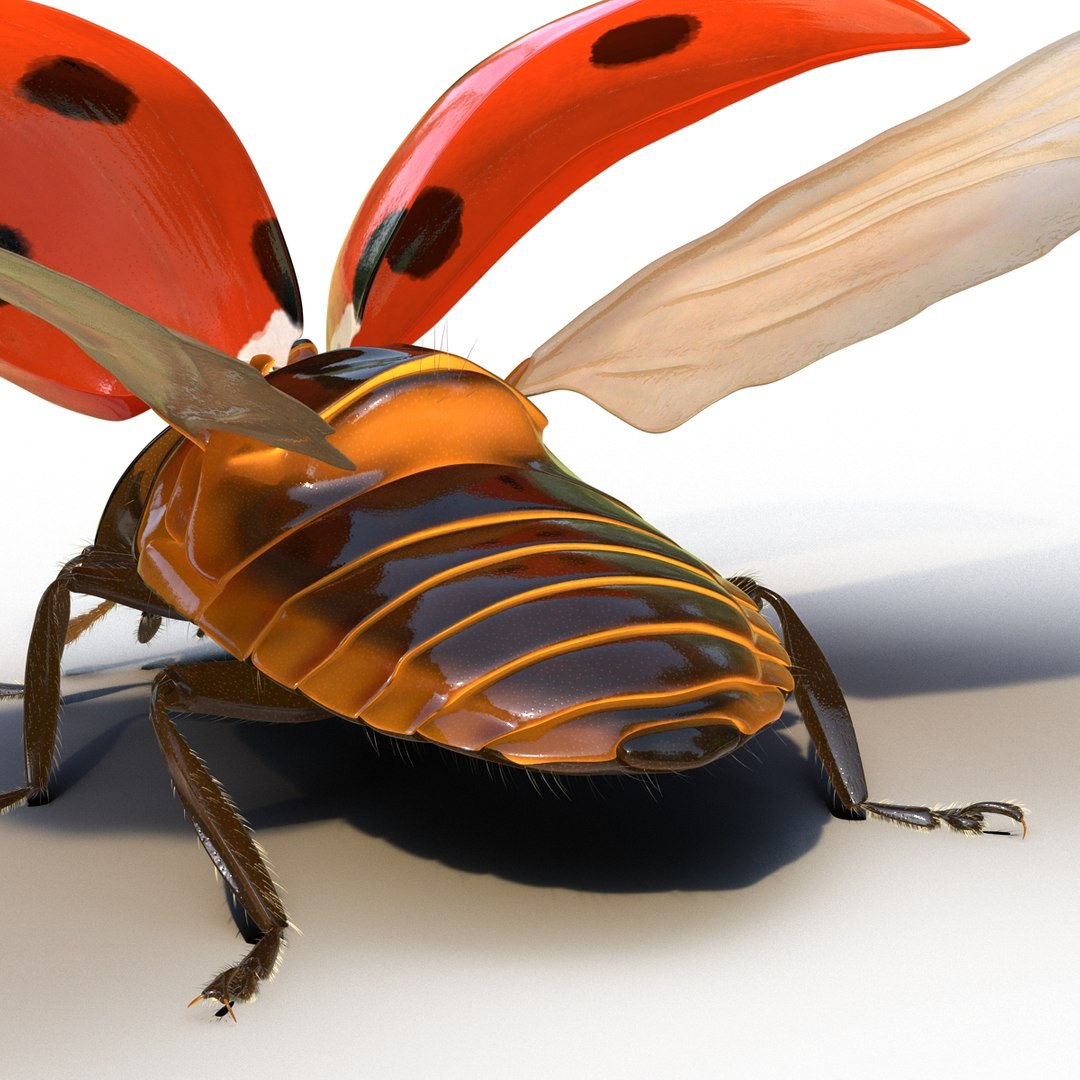 Flying Ladybug Fur Rigged 3d Max