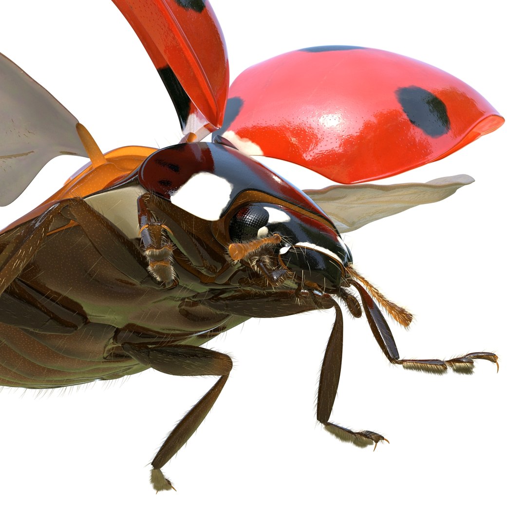 Flying Ladybug Fur Rigged 3d Max