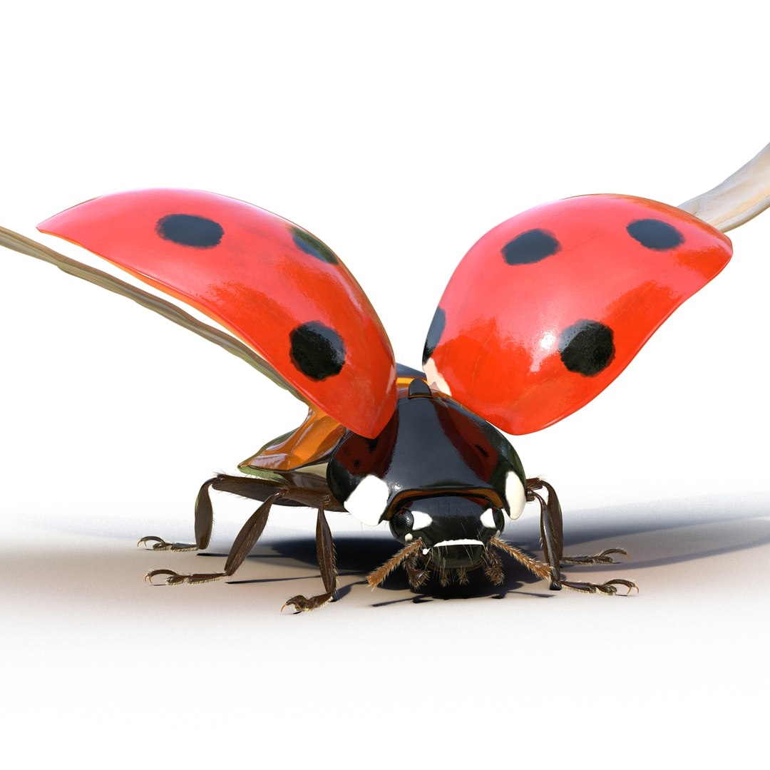 flying ladybug fur rigged 3d max