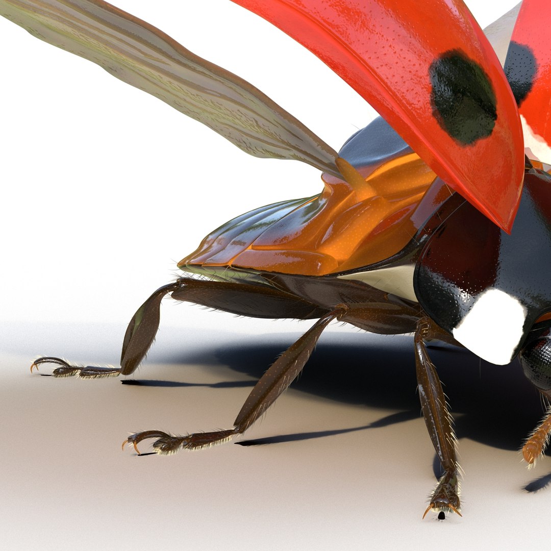 Flying Ladybug Fur Rigged 3d Max