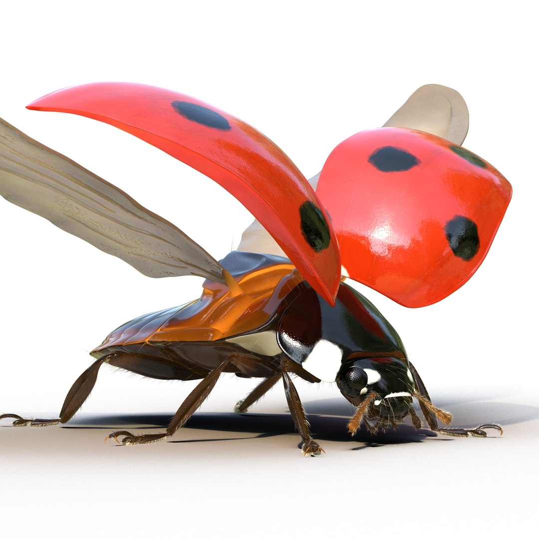 flying ladybug fur rigged 3d max