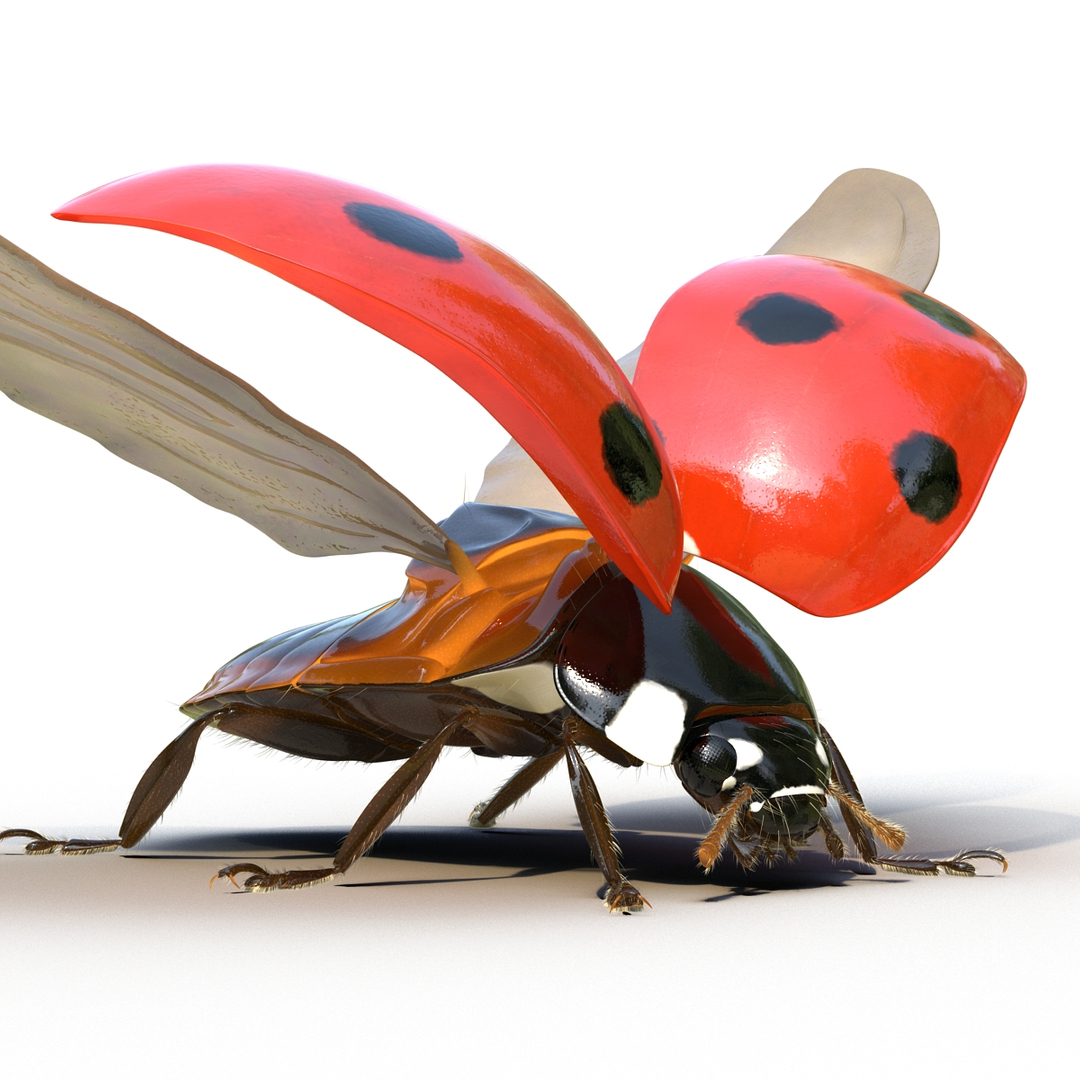 flying ladybug fur rigged 3d max