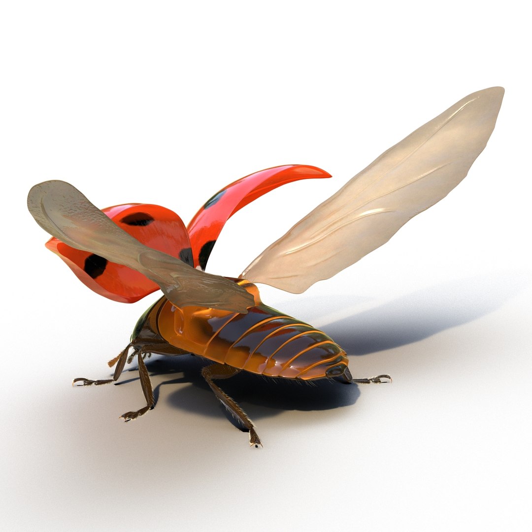 flying ladybug fur rigged 3d max