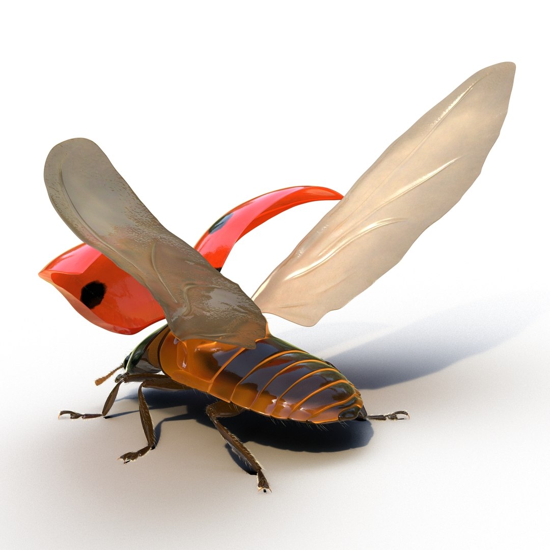 flying ladybug fur rigged 3d max