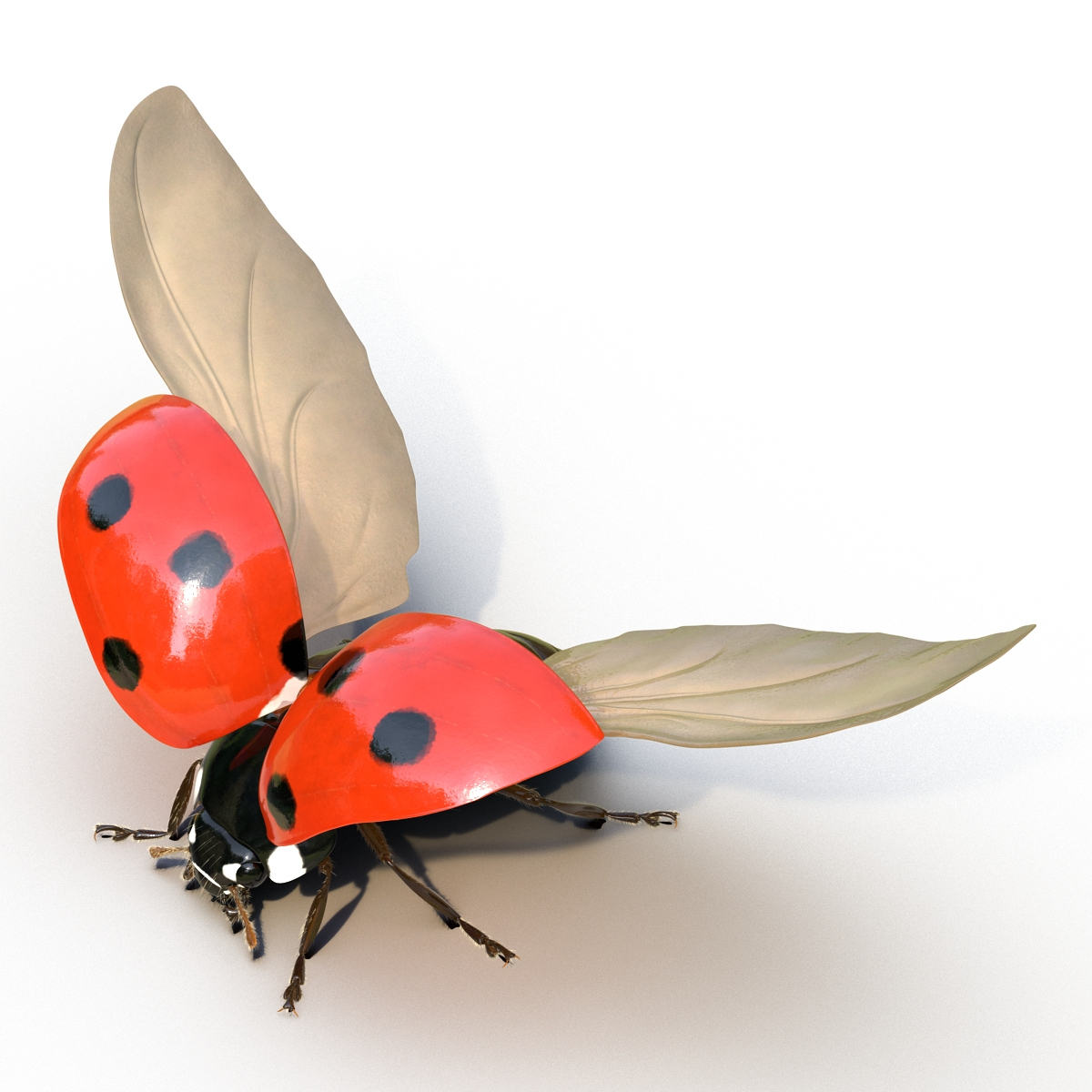 flying ladybug fur rigged 3d max
