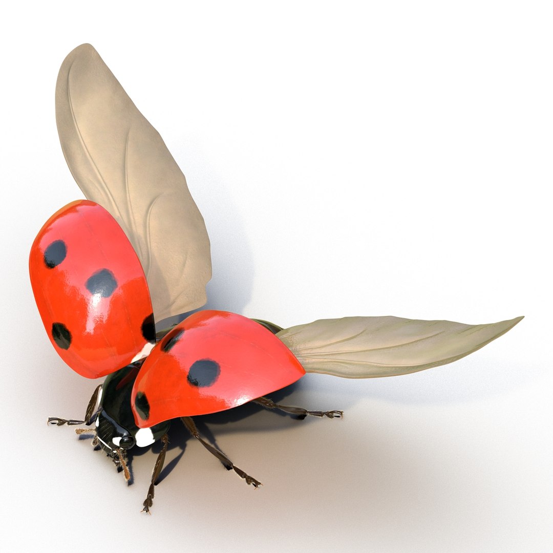 flying ladybug fur rigged 3d max
