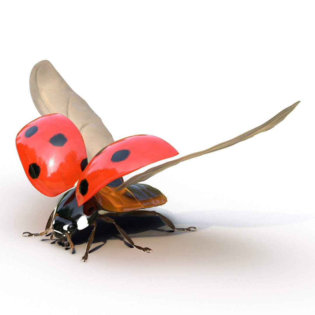 flying ladybug fur rigged 3d max