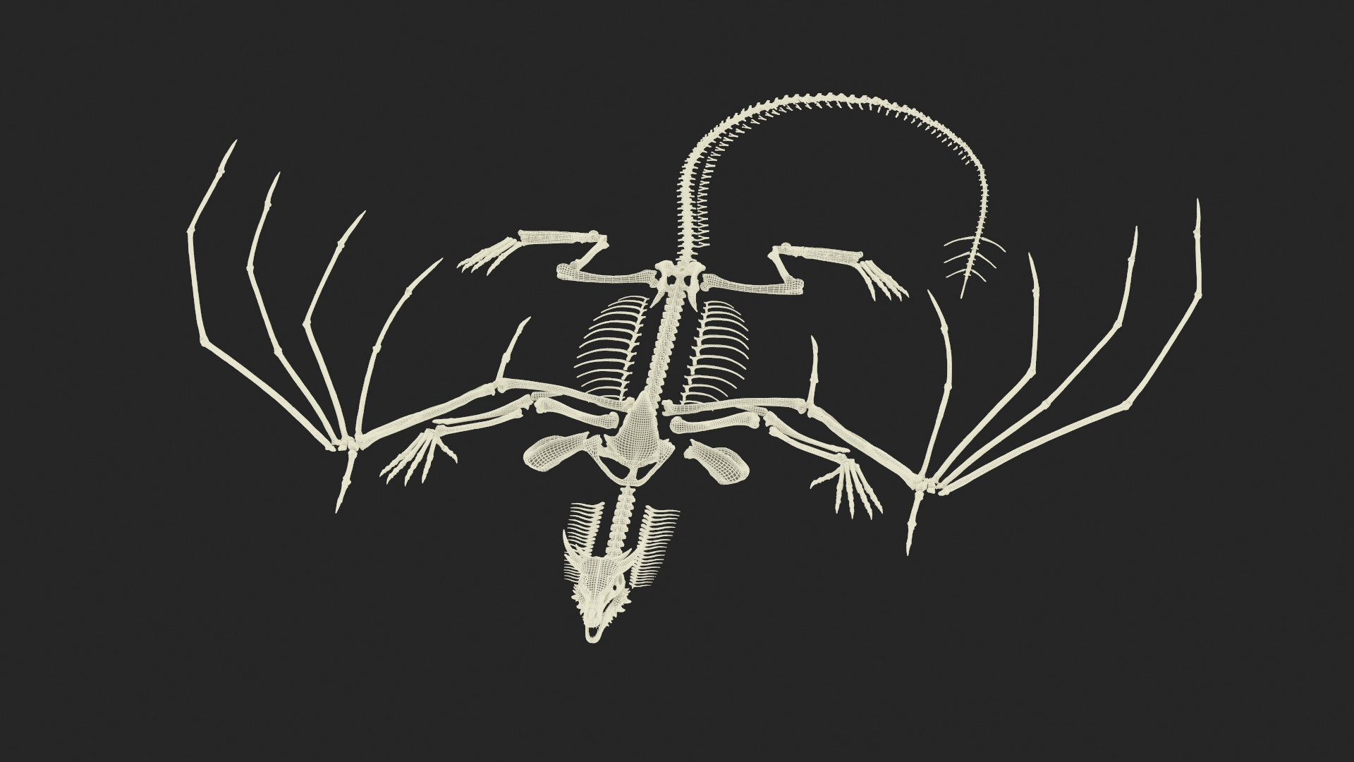 Dragon Skeleton In Unfolded State 3D - TurboSquid 2367874