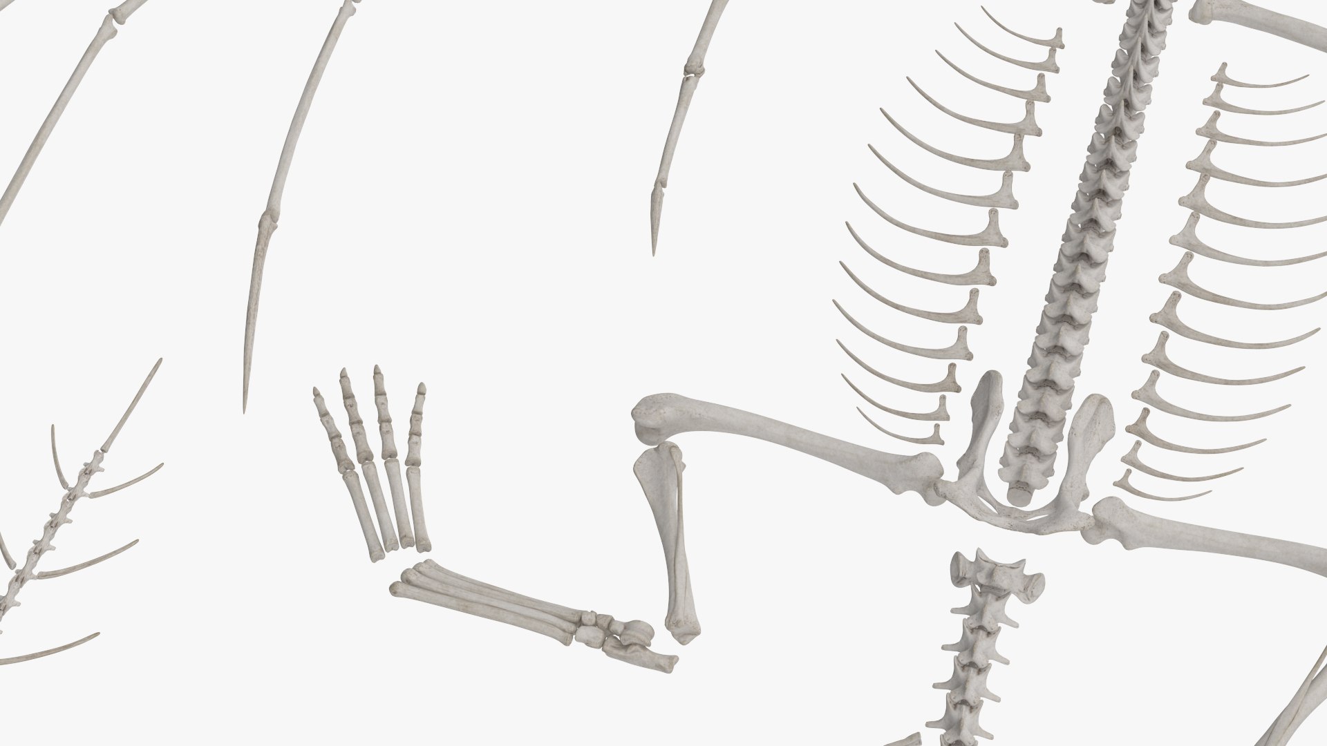 Dragon Skeleton In Unfolded State 3D - TurboSquid 2367874