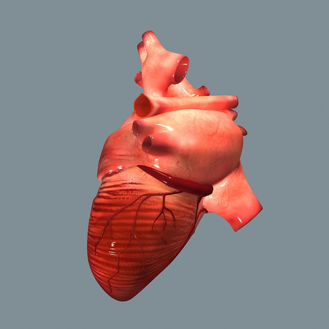 3d model heart
