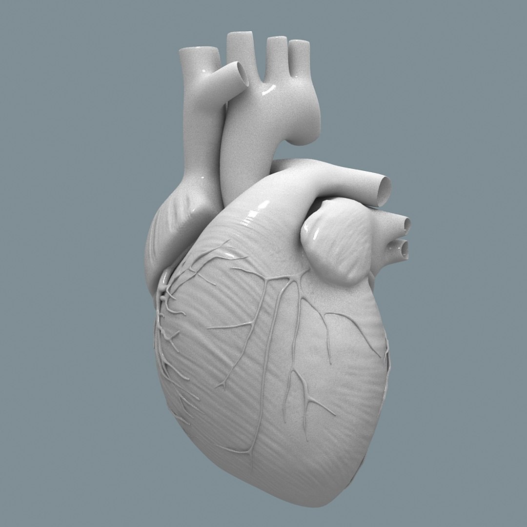 3d model heart