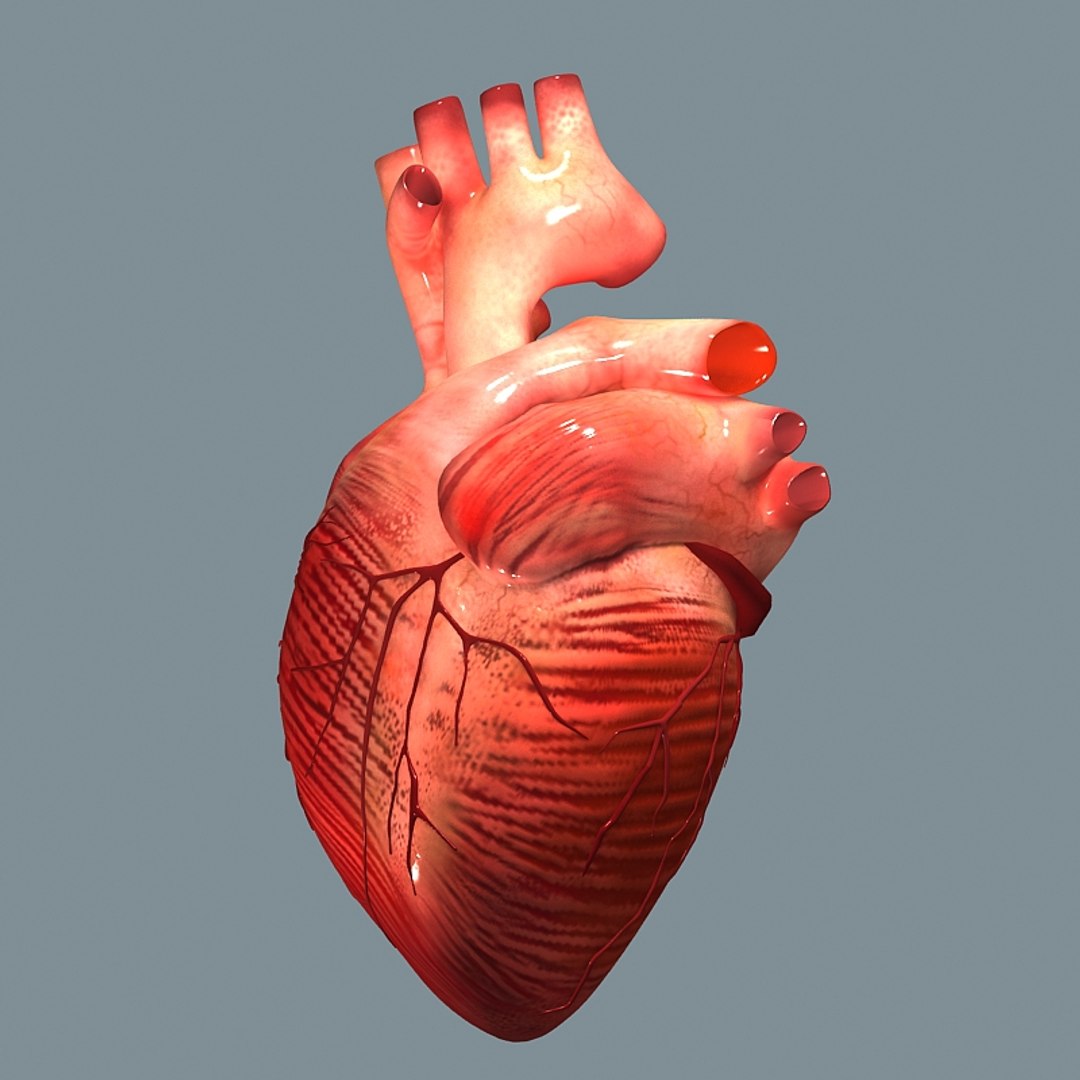 3d model heart