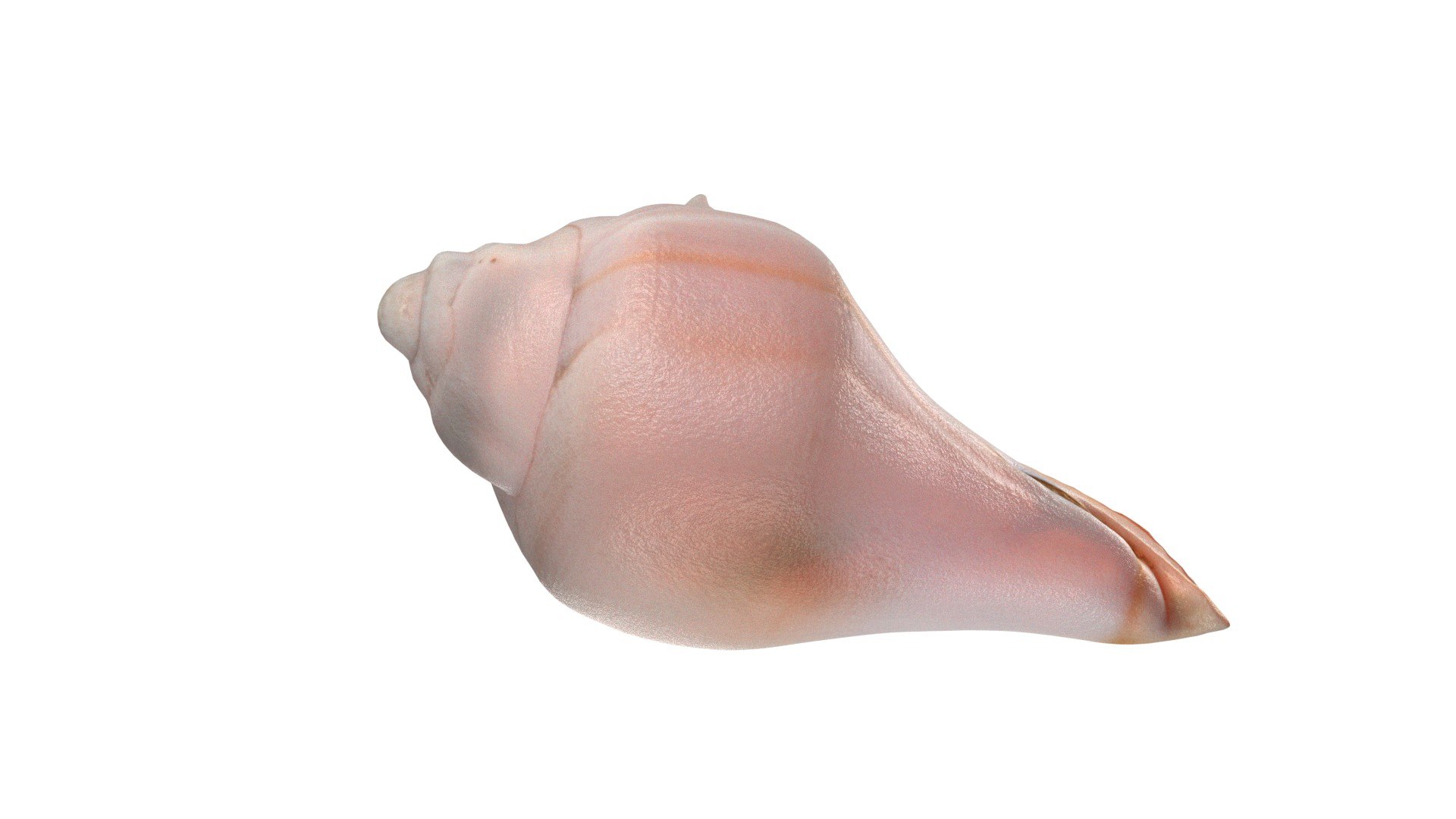3D Conch Shell V5 Model - TurboSquid 2370733