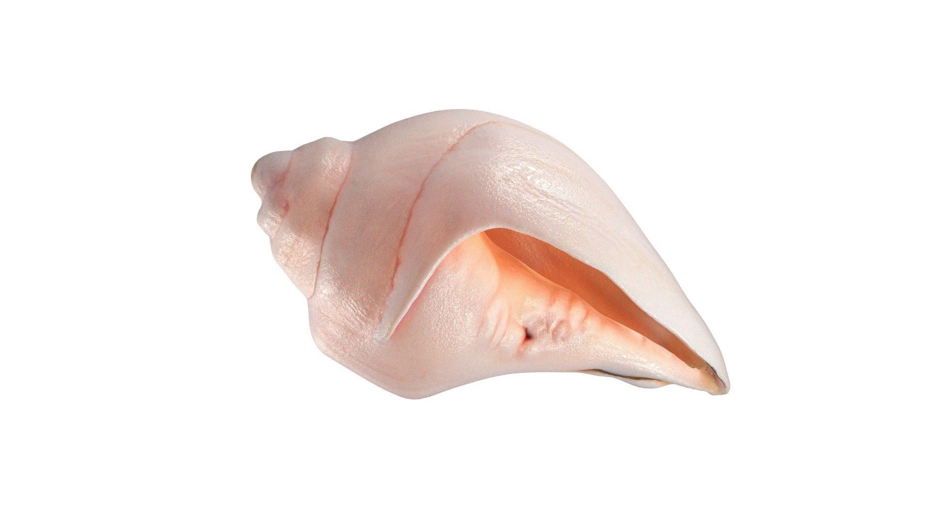 3D Conch Shell V5 Model - TurboSquid 2370733