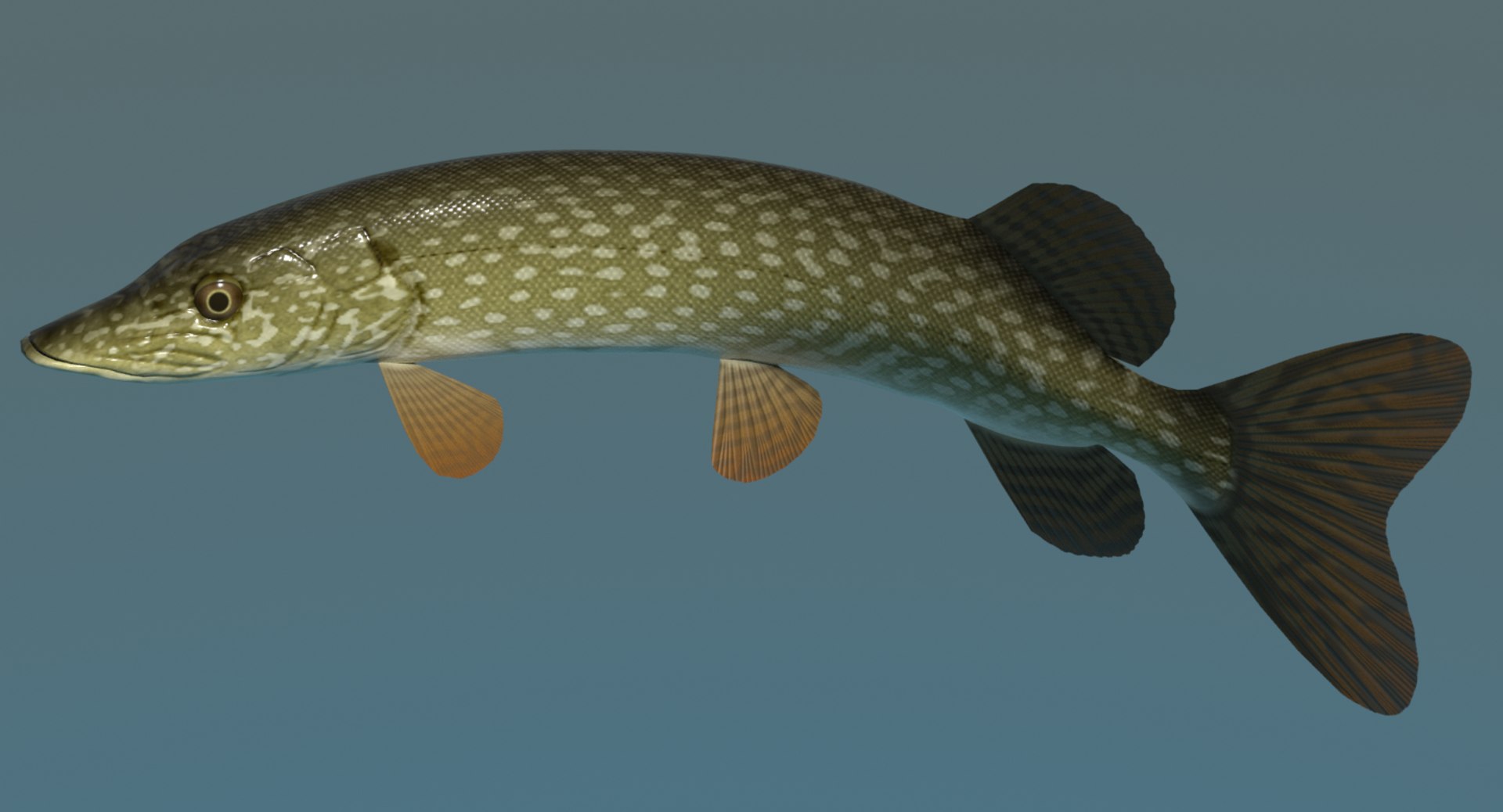 Northern Pike 3ds