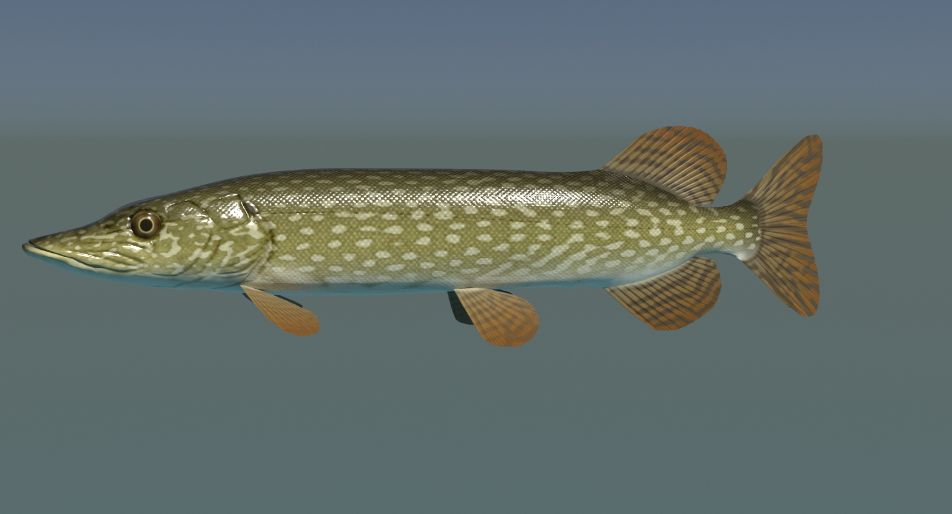 Northern Pike 3ds
