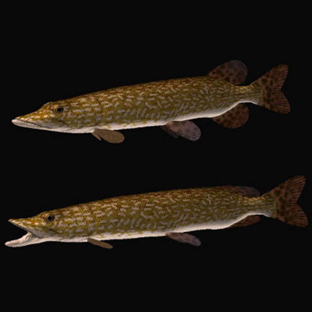 Northern Pike 3ds
