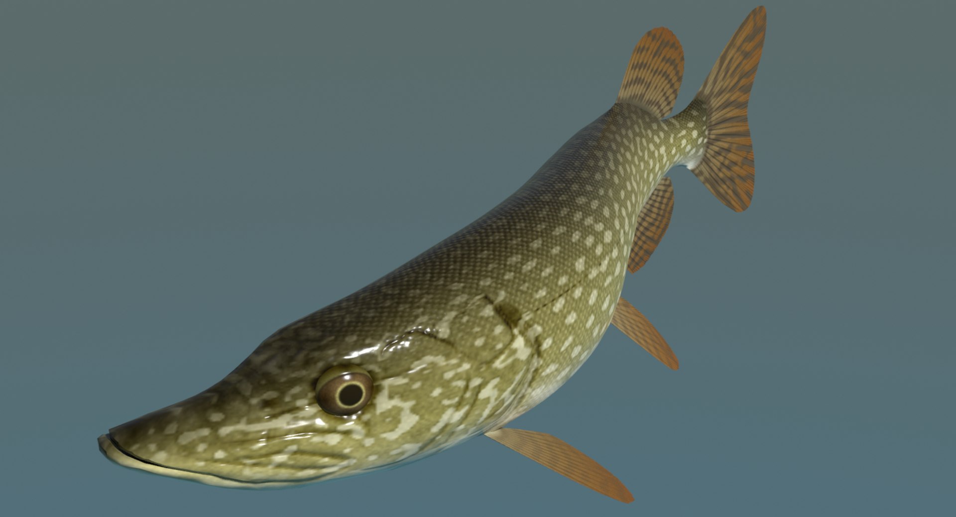 Northern Pike 3ds