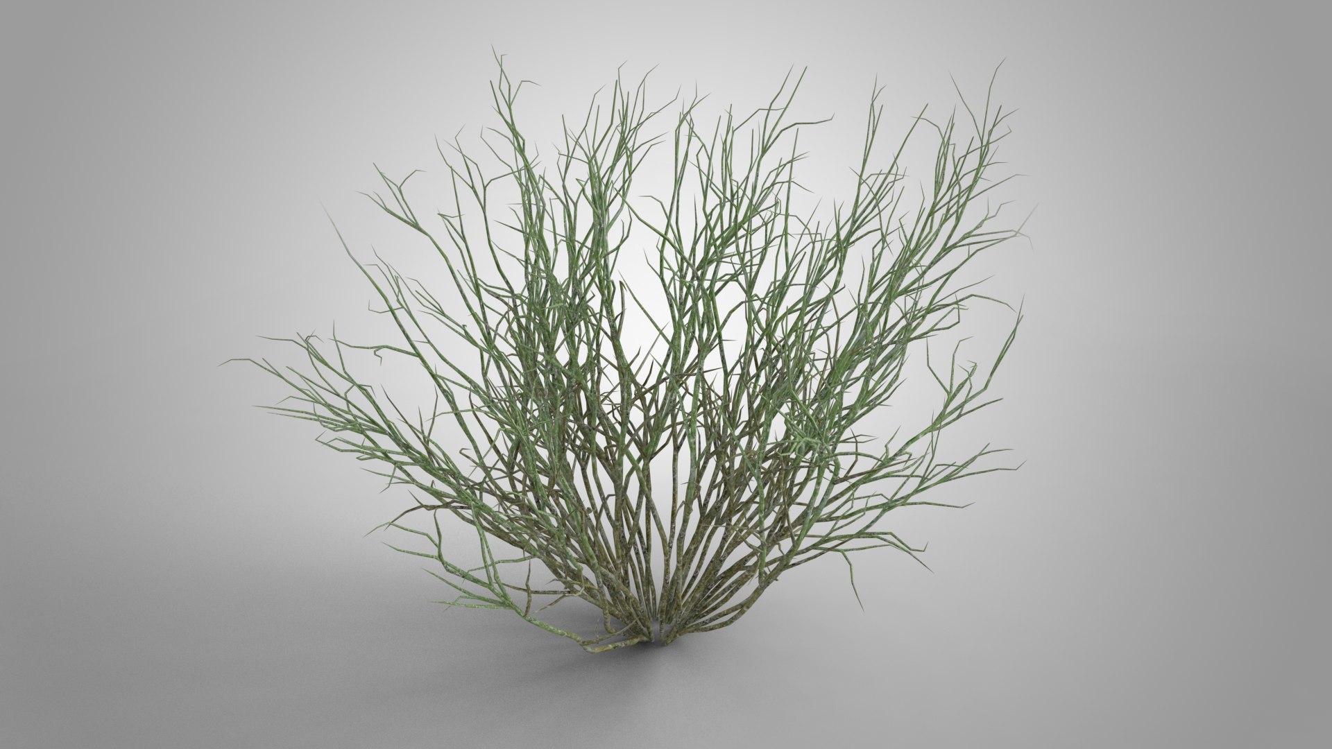 3D Underwater Grass Animated - TurboSquid 2111875