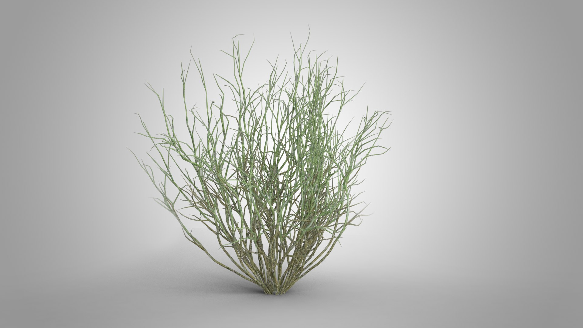 3D Underwater Grass Animated - TurboSquid 2111875