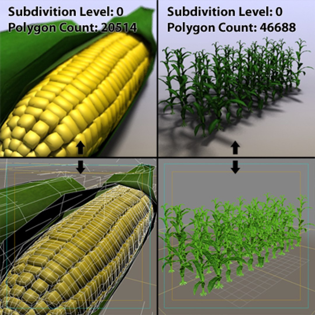 Corn Field 3d Model