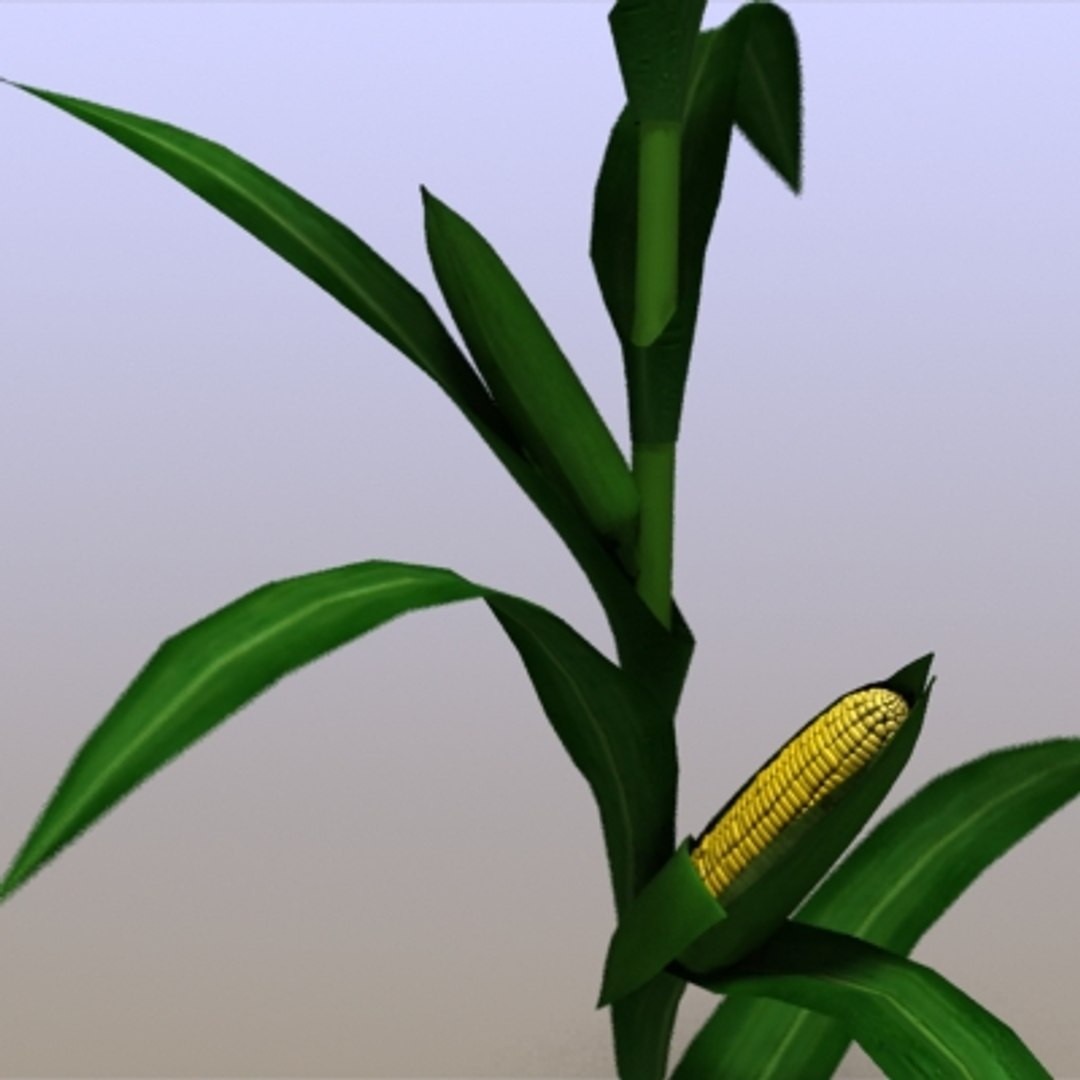 Corn Field 3d Model