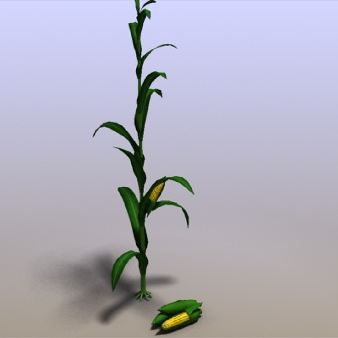 Corn Field 3d Model