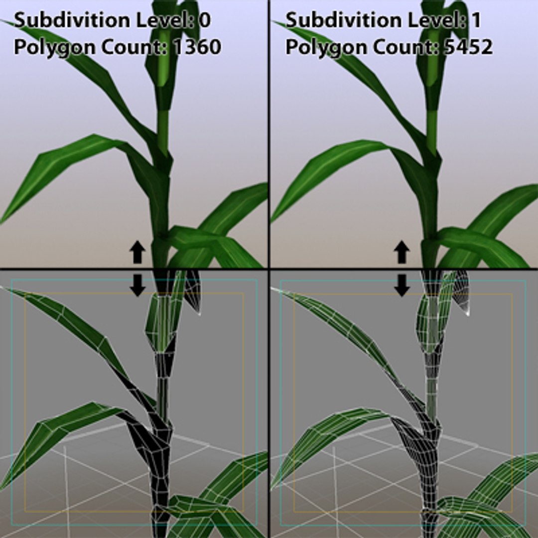 Corn Field 3d Model