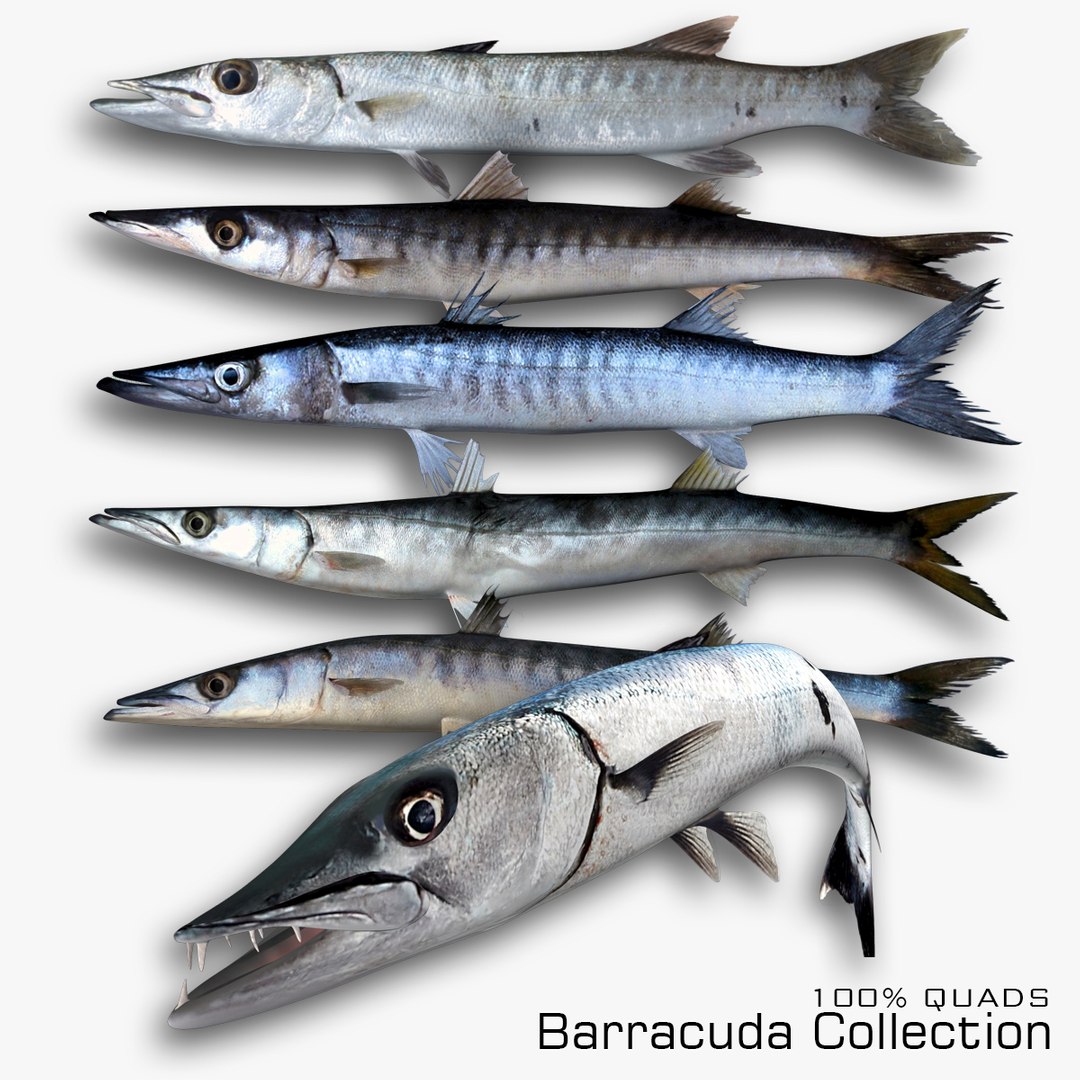 3D Barracuda Collection Model - TurboSquid 1811144