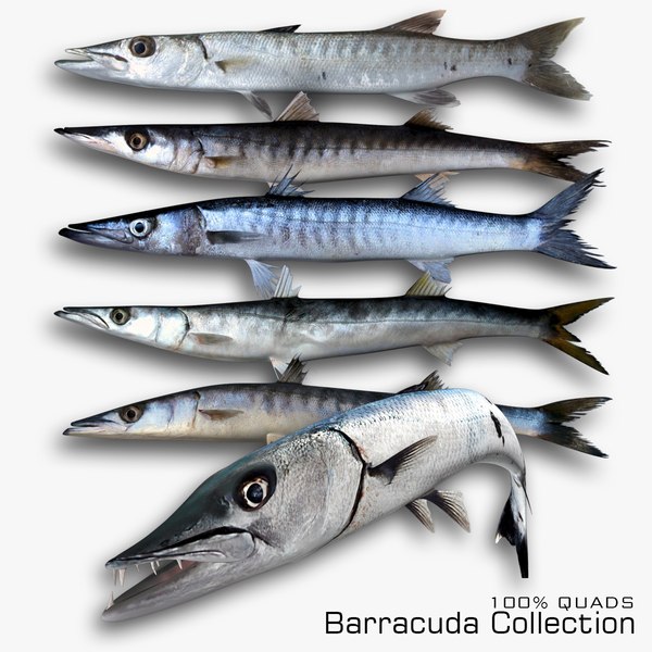 3D Barracuda Collection model - TurboSquid 1811144