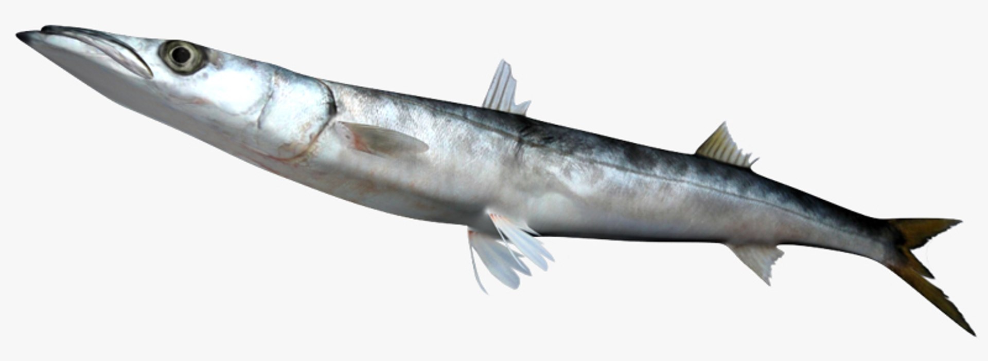3D Barracuda Collection Model - TurboSquid 1811144