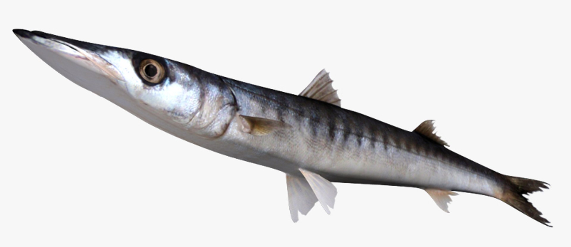 3D Barracuda Collection Model - TurboSquid 1811144