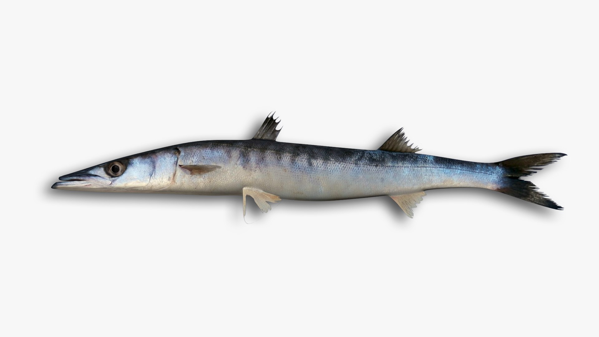 3D Barracuda Collection Model - TurboSquid 1811144