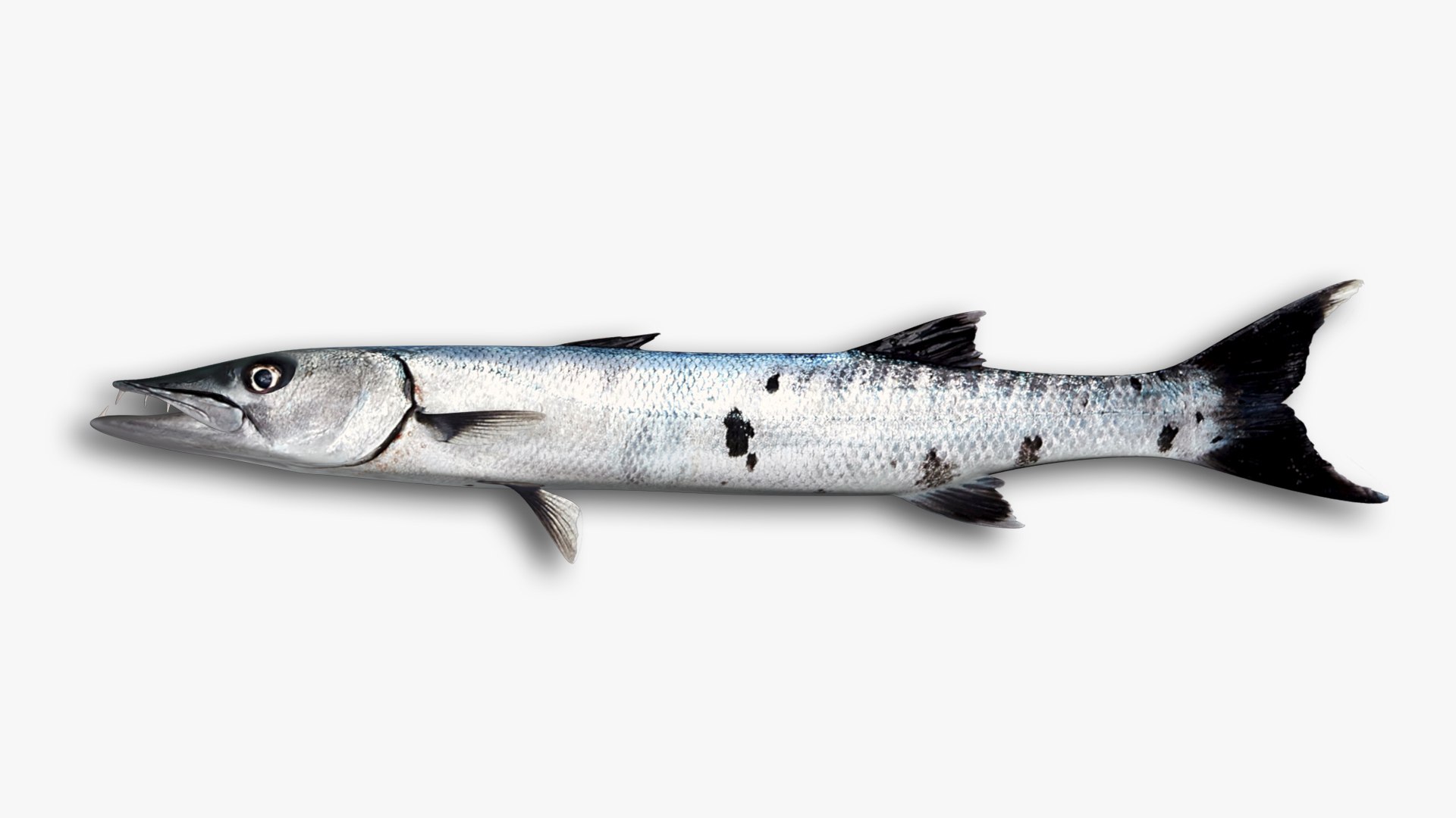 3D Barracuda Collection Model - TurboSquid 1811144
