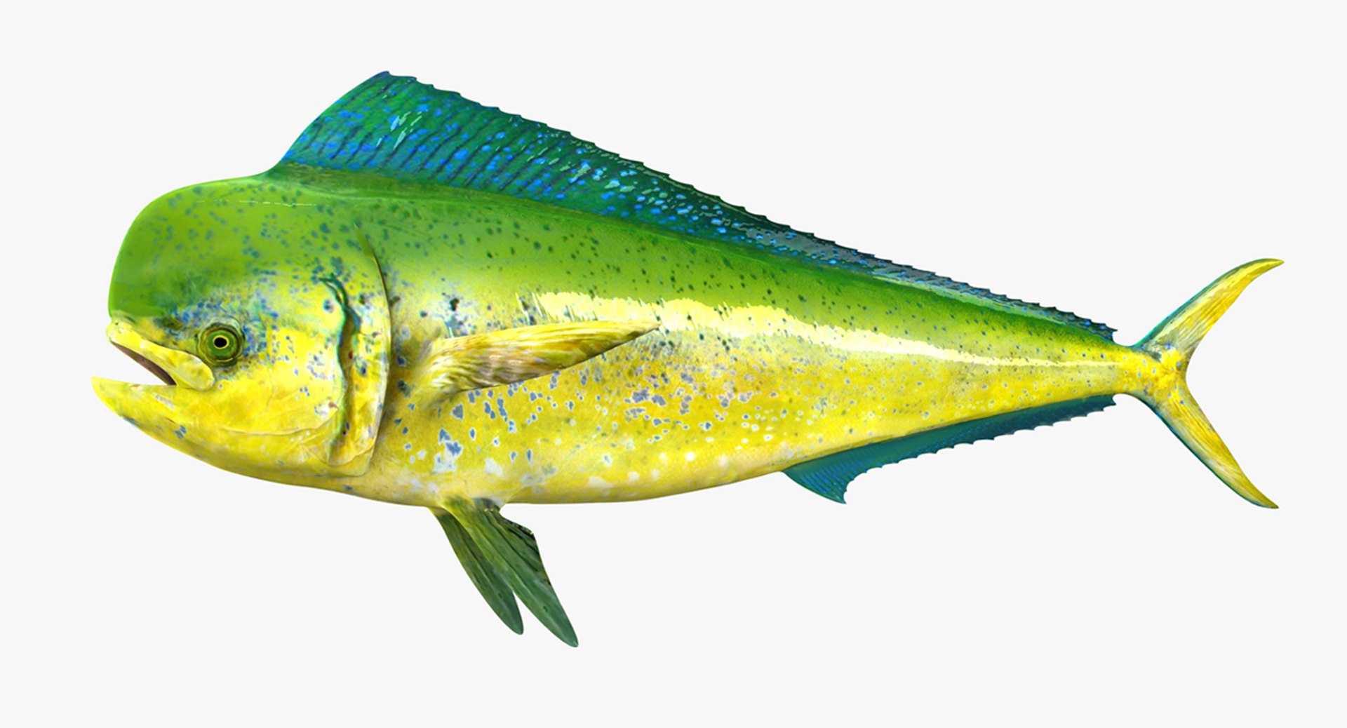 Dolphinfish Male 3D - TurboSquid 1324732